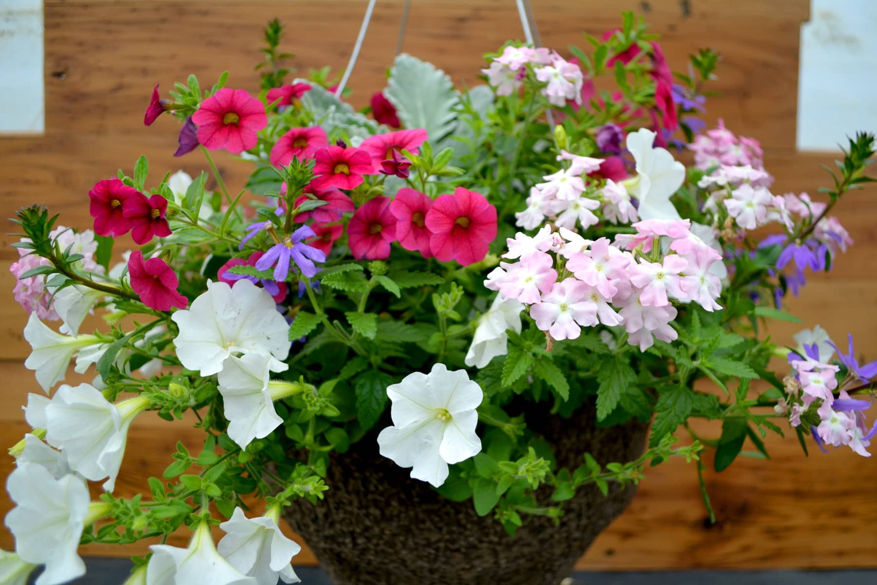 Petunia Surfinia Summer Double Pink Beds Borders