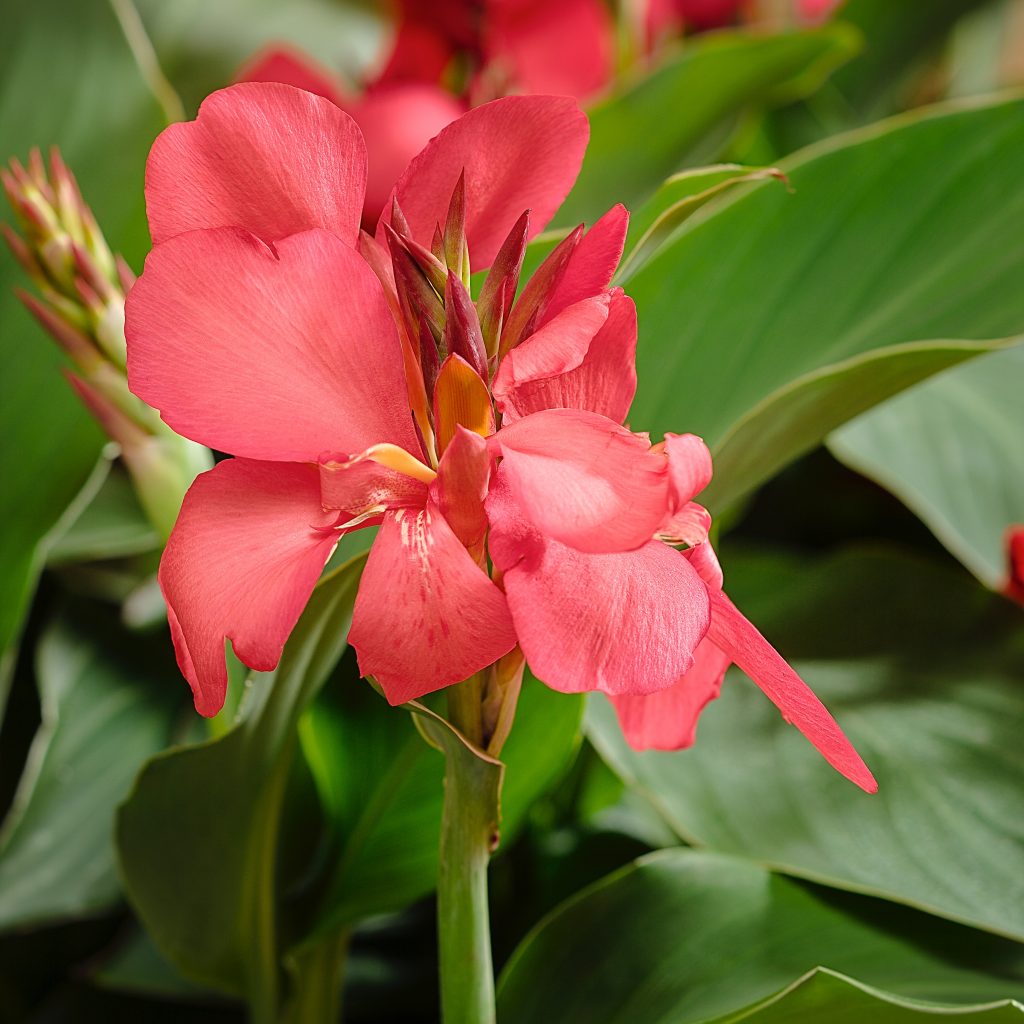 Canna X Cannova Rose Beds Borders