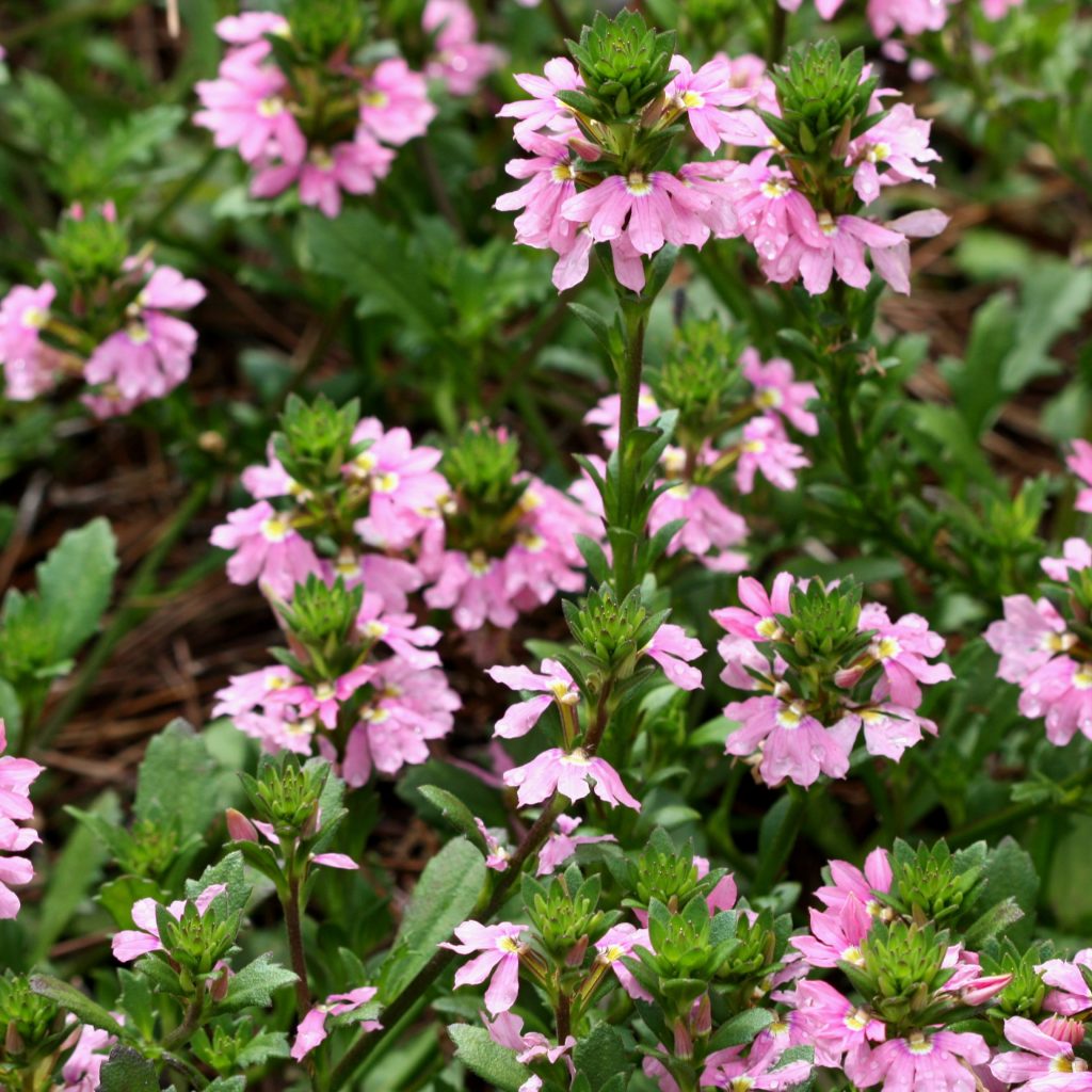 scaevola-a-surdiva-pink-beds-borders